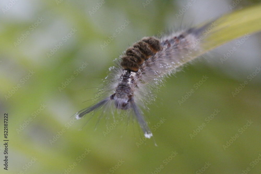 Itchy Bug 4 Stock Photo | Adobe Stock
