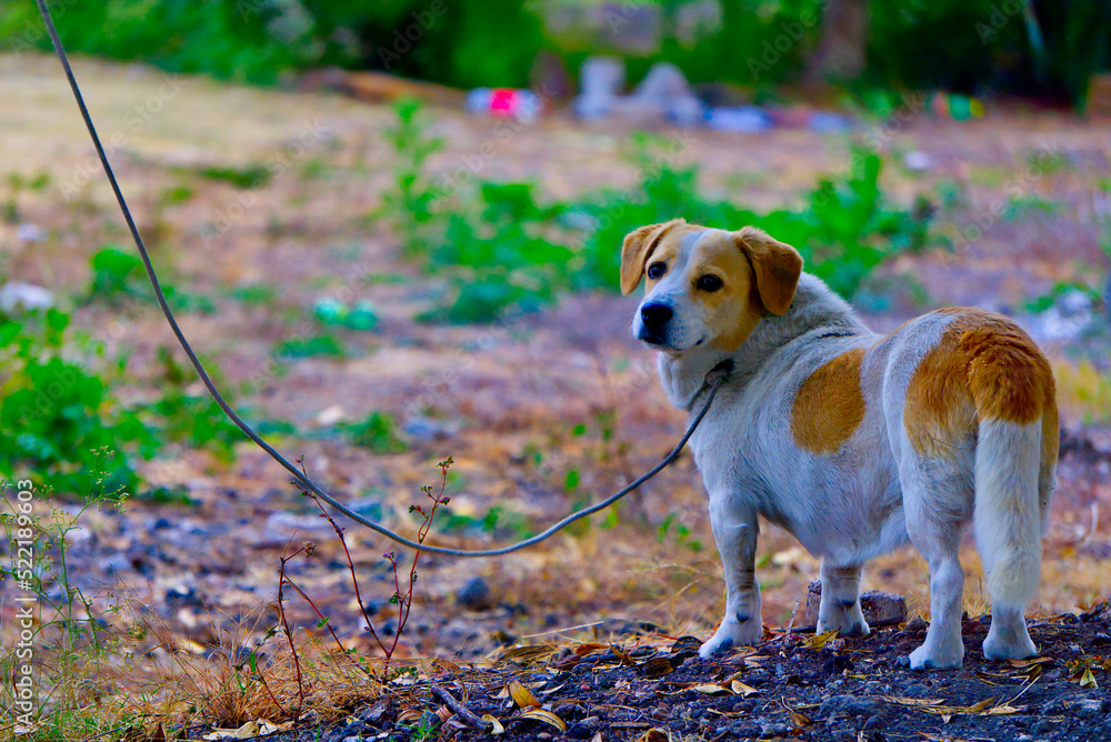 Perro atado con correda mirando a la camara en el campo algo descuidado ...