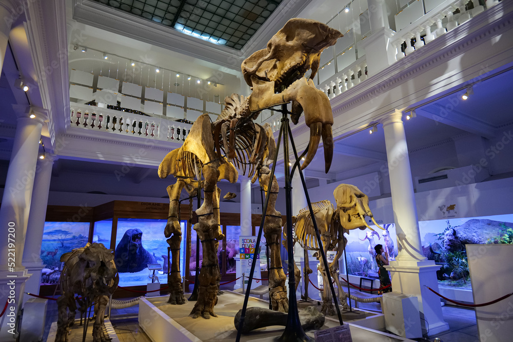 The skeleton of a prehistoric elephant inside Grigore Antipa Natural ...