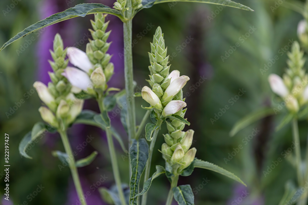 The white turtlehead (Chelone glabra) species of plant native to North ...