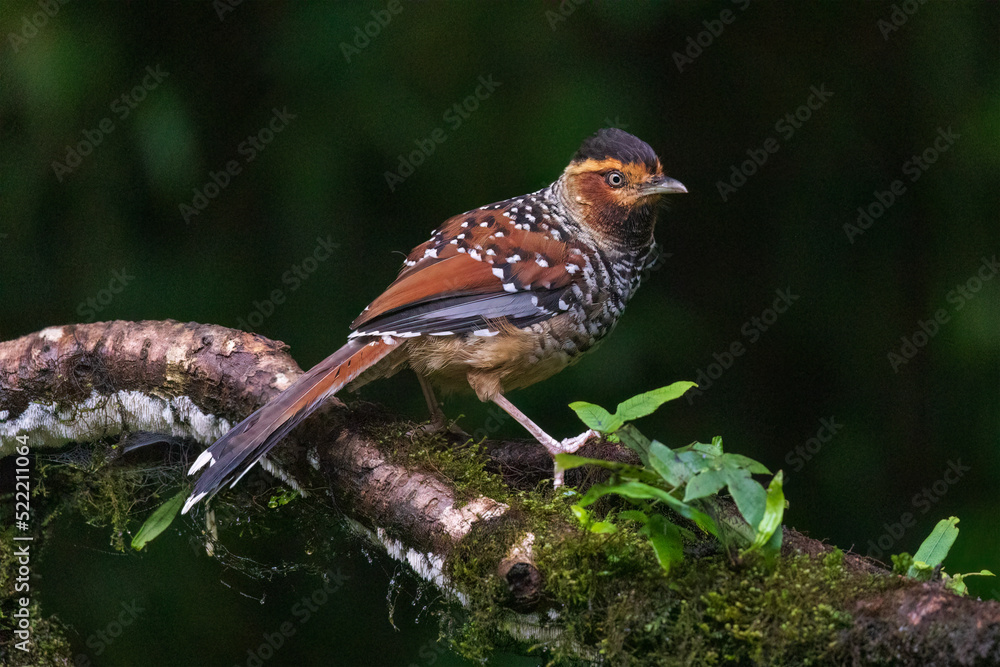 Spotted laughingthrush (Ianthocincla ocellata) at Senchal WLS ...
