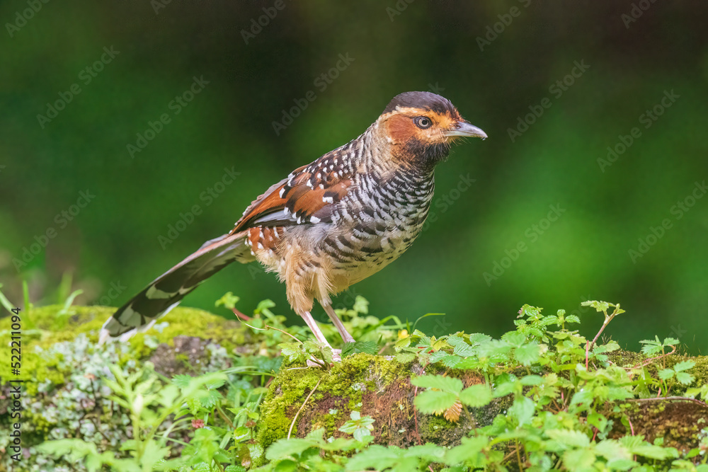 Spotted laughingthrush (Ianthocincla ocellata) at Senchal WLS ...