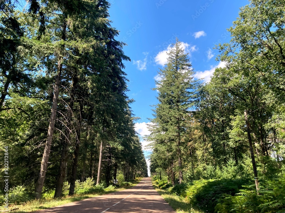 route forestière Stock Photo | Adobe Stock