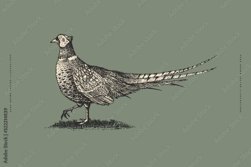 Pheasant in engraving style. Exotic bird on a green background. Element ...