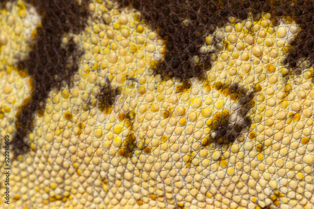 skin macro detail of reptile crested gecko, Correlophus ciliatus Stock ...