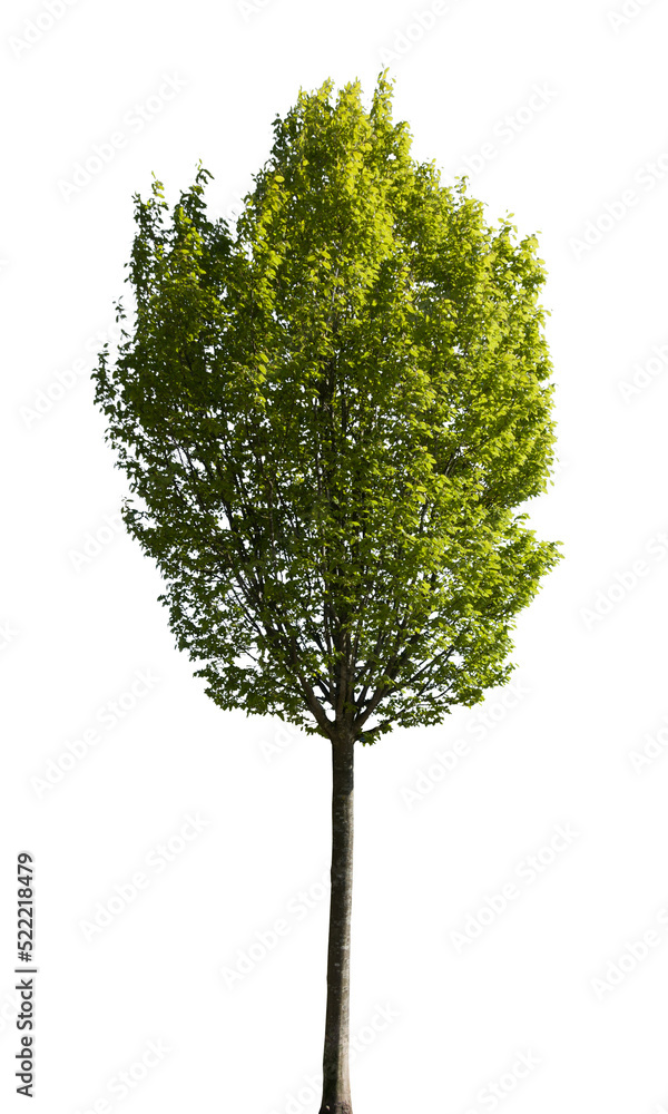 Poster junge Buche Baum isoliert mit transparentem Hintergrund ...