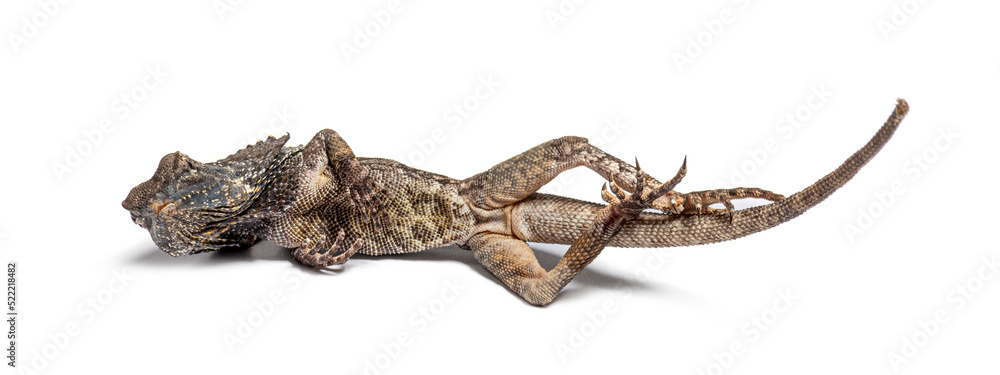 Frilled lizard lying on the ground, chlamydosaurus kingii, isola Stock ...
