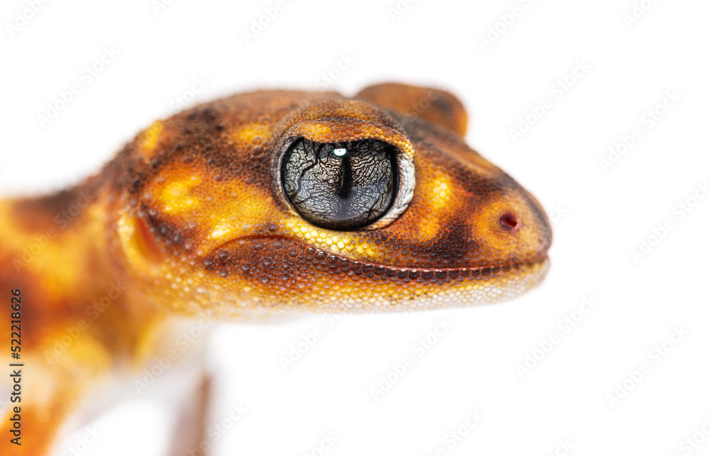 Head shot, close-up of a Three-lined knob-tailed gecko head, Nep Stock ...