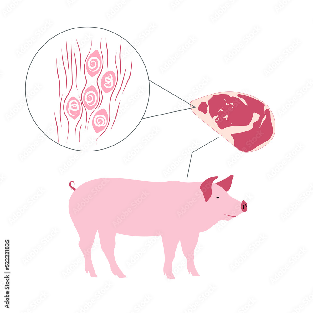 Infographic of pig and sample of its striated muscle tissue under the ...