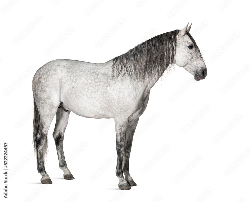 White lusitano horse standing in front, side view isolated on w Stock ...