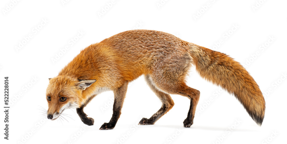 Red fox sniffing the ground, two years old, isolated on white Stock ...