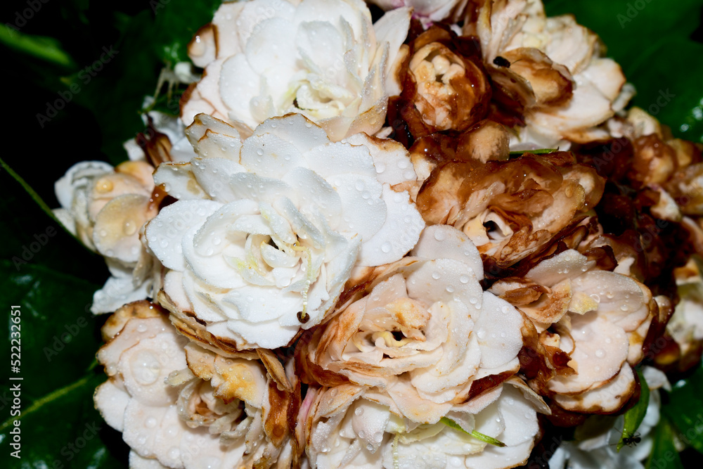 Glory bower (clerodendrum chinense ) or Rose clerodendrum, Burma ...