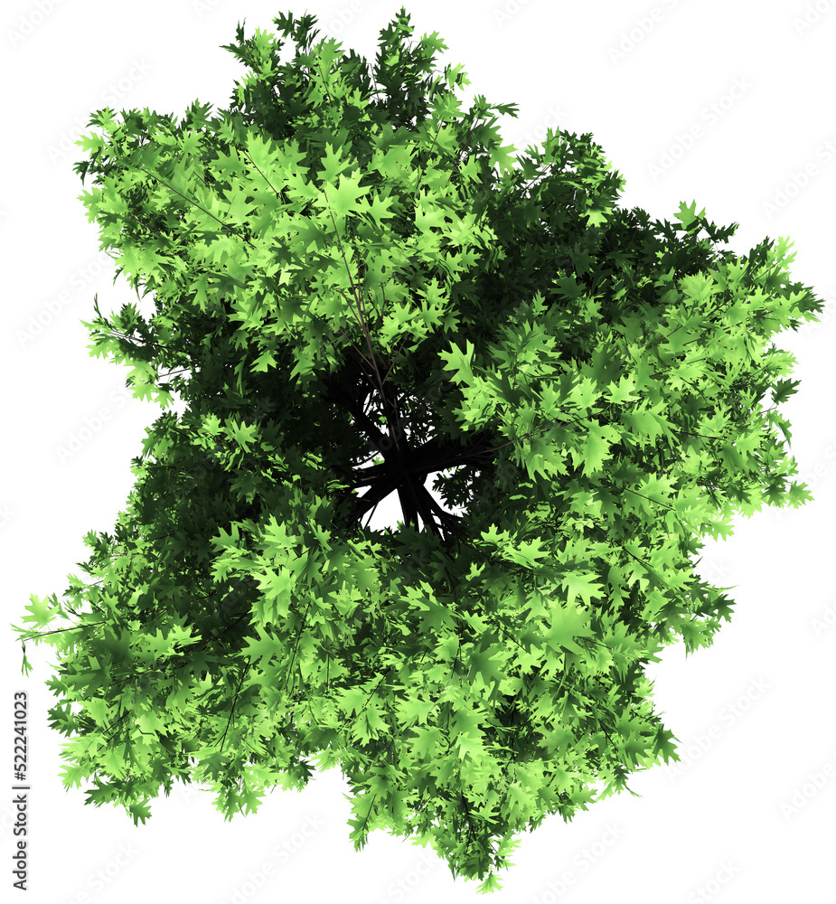 Oak tree top view isolated - 3d rendering Stock Illustration | Adobe Stock
