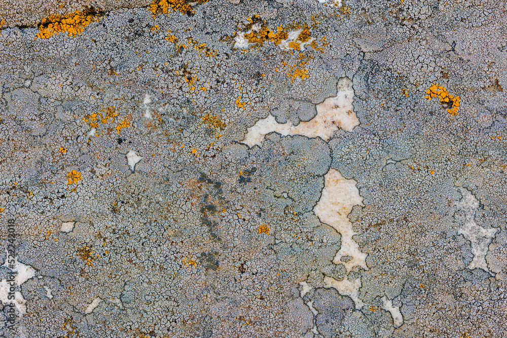 Lichen on quartzite sandstone surface. A pioneer lichen in Bare Rock ...