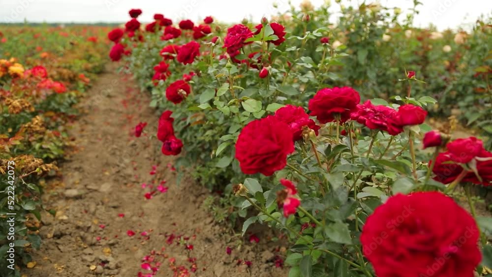 Rose plantation. Growing roses for seedlings. Rose farm. Stock Video ...