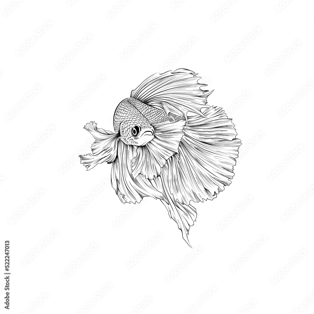 Freehand sketch illustration of Betta, Siamese fighting fish doodle ...