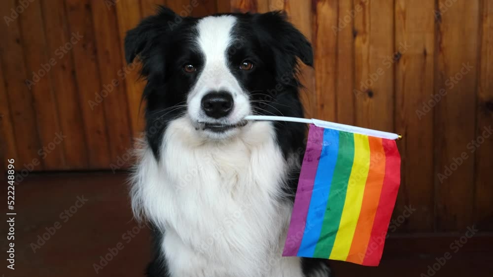 Funny cute puppy dog border collie holding LGBT rainbow flag in mouth ...