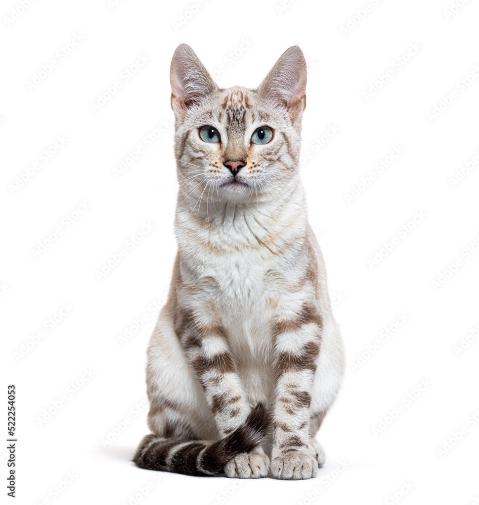 Snow lynx Bengal cat facing the camera, isolated on white Stock Photo ...