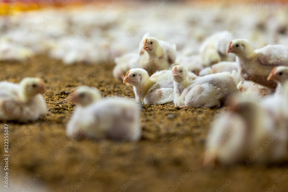Poultry meat farming ,Chickens in close farm, temperature and light ...