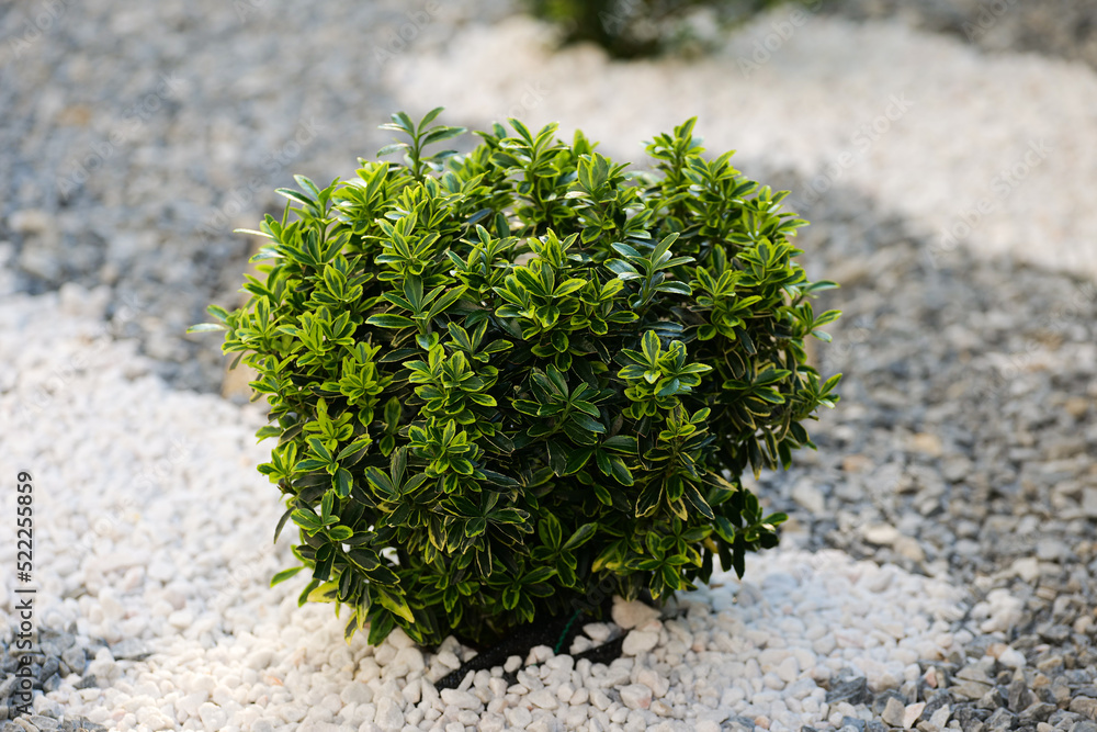 Evergreen spindle floer plant (Euonymus japonicus) photographed in a ...