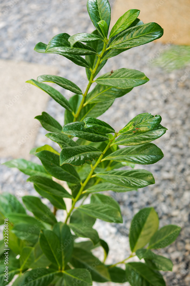 Common or English laurel plant (Prunus laurocerasus Caucasica ...