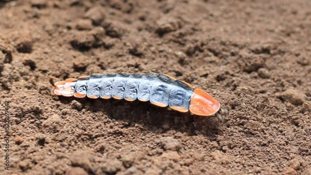 Giant firefly, Lamprigera sp. in rainforest habitat, Thailand.also ...