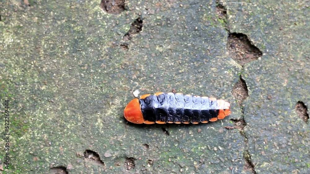 Giant firefly, Lamprigera sp. in rainforest habitat, Thailand.also ...