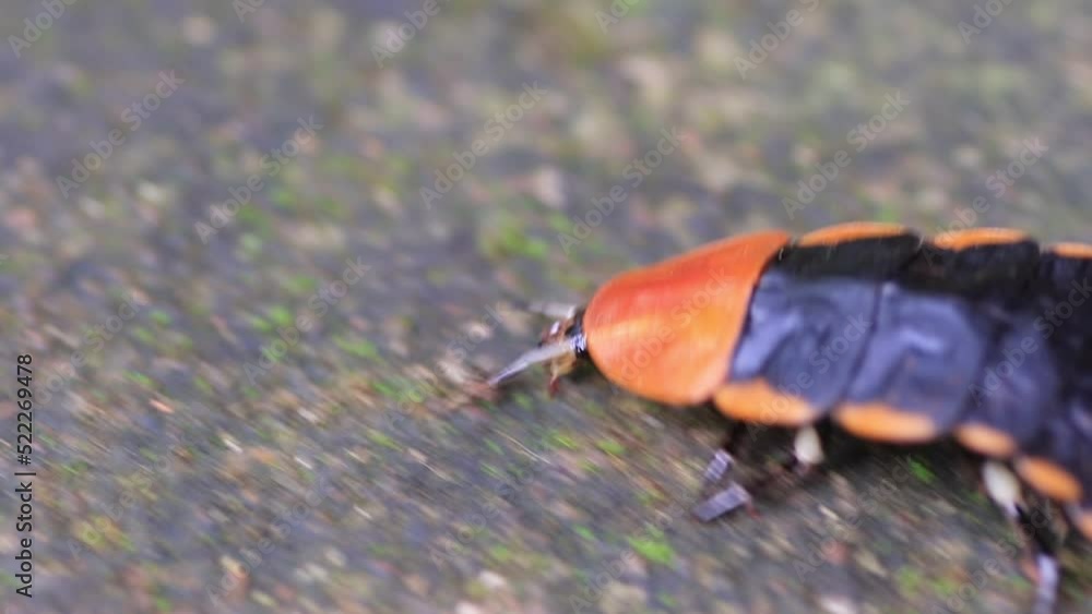 Giant firefly, Lamprigera sp. in rainforest habitat, Thailand.also ...