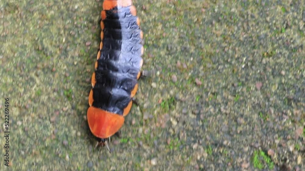 Giant firefly, Lamprigera sp. in rainforest habitat, Thailand.also ...