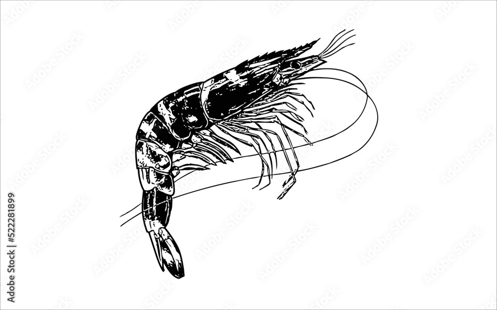 Hand drawn tiger prawns. Tiger prawns vector black white sketch vector ...