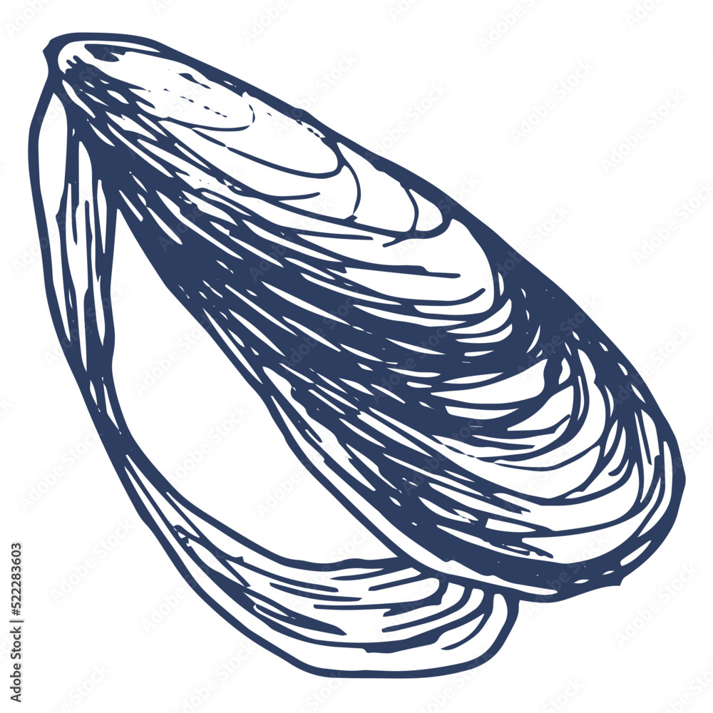open mussels with a gray-blue shell of lines. seafood opens with a hand ...