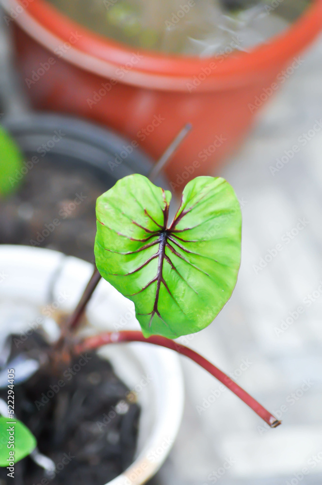 Colocasia Pharaohs Mask , Pharaohs mask elephant ear or Colocasia Stock ...