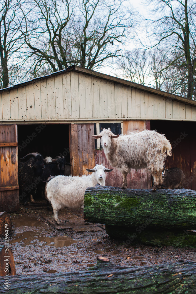Young domestic rams, sheep, close-up. Agriculture, animal husbandry ...