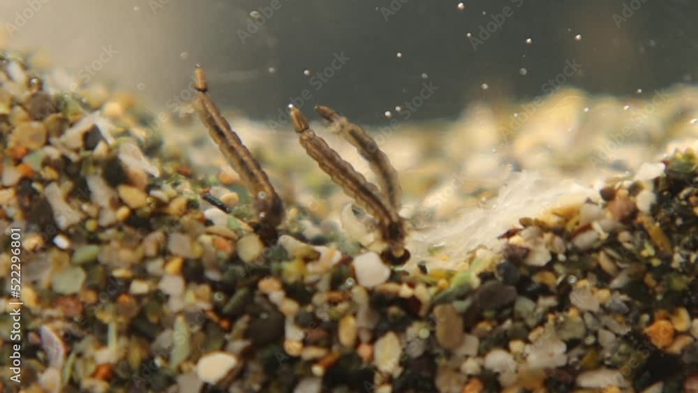 Mosquito larvae are eating organic matter under water Larva developed ...