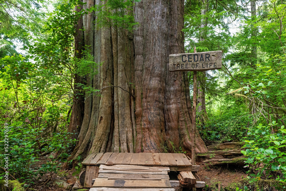 1500 years old Western Cedar Tree (Thuja plicata) known as the tree of ...