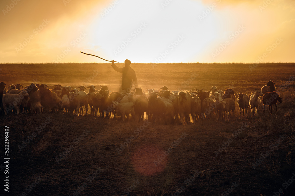 A shepherd young man with a stick, shepherds sheep and rams in t Stock ...