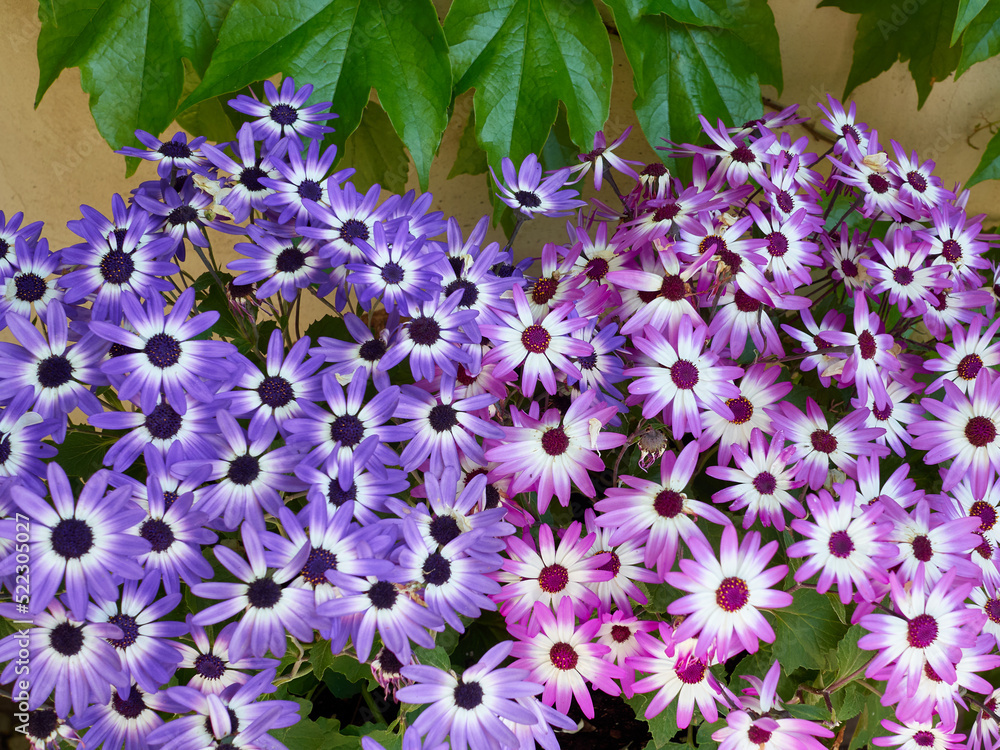 Closeup of purple and pink Pericallis X Hybrida, also called Cineraria ...