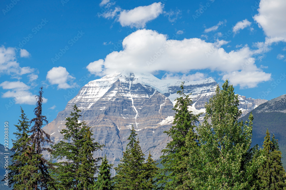 Mount Robson in the clouds with lodgepole pines (Pinus contorta ...