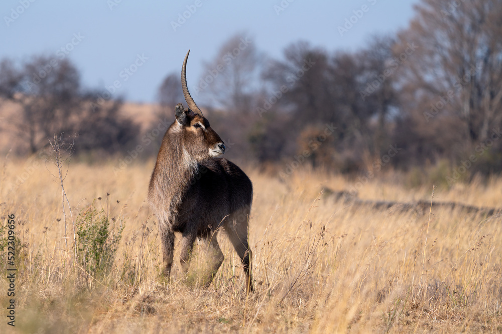 a 1 horned Waterbuck waterbok walking in the brown field during the ...