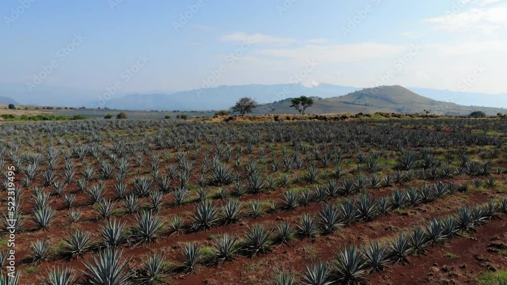 Paisaje campos agavero tierras de siembra de agave azul maguey para ...