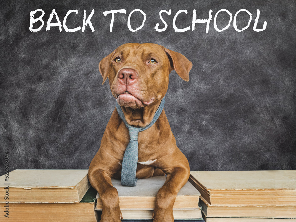 Back to school. Lovable, adorable puppy and vintage books. Close-up ...