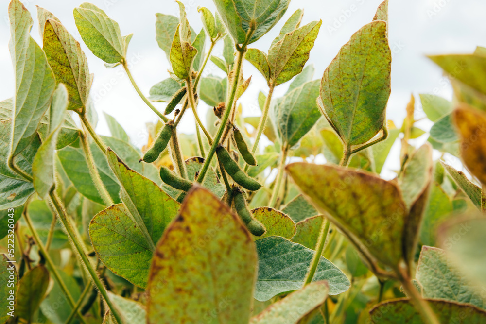 Close-up of soybean plants with beans infested with spider mite in an ...