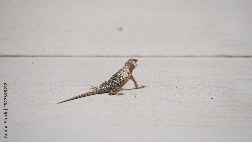 Spiny Lizard doing push ups and running on pathway in the Utah desert ...