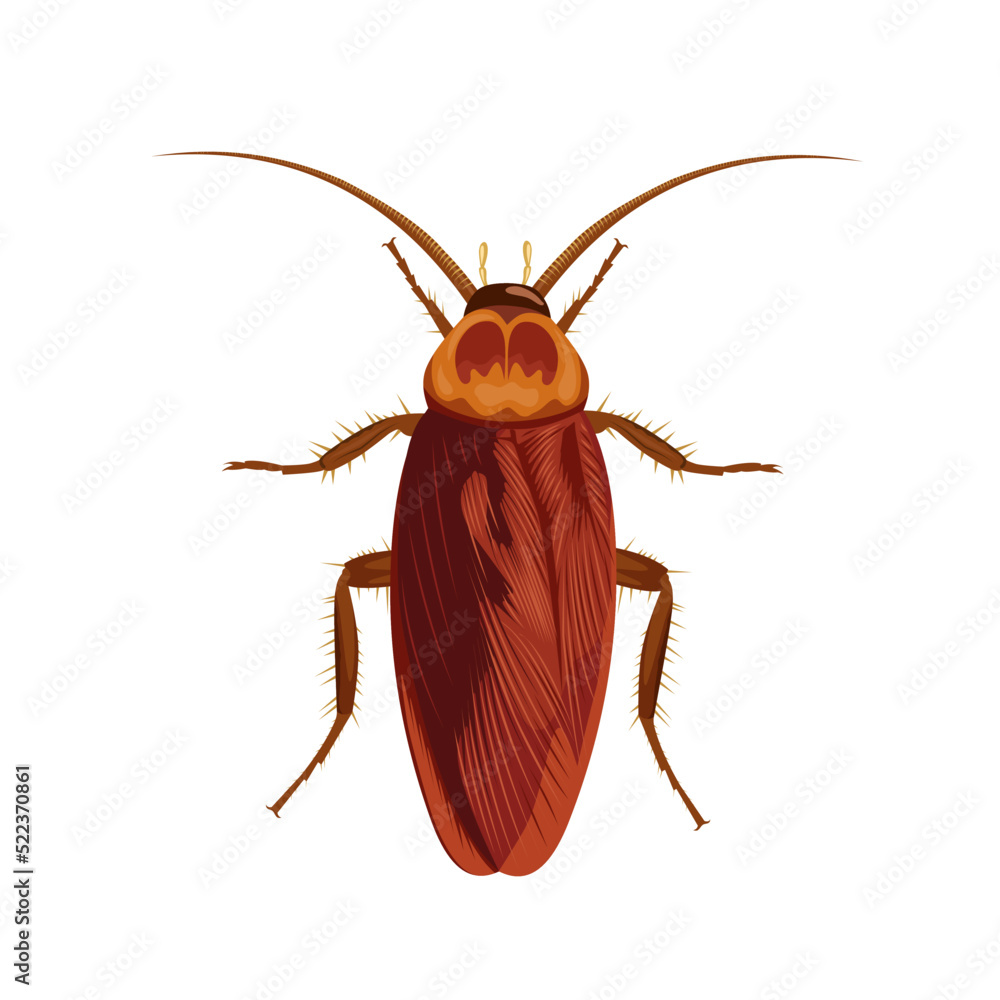 Vector illustration of a cockroach, isolated on a white background ...