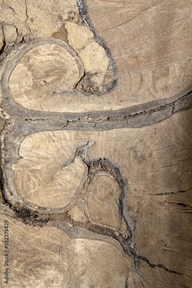close-up--pattern-pattern of the light brown tree and the details of ...