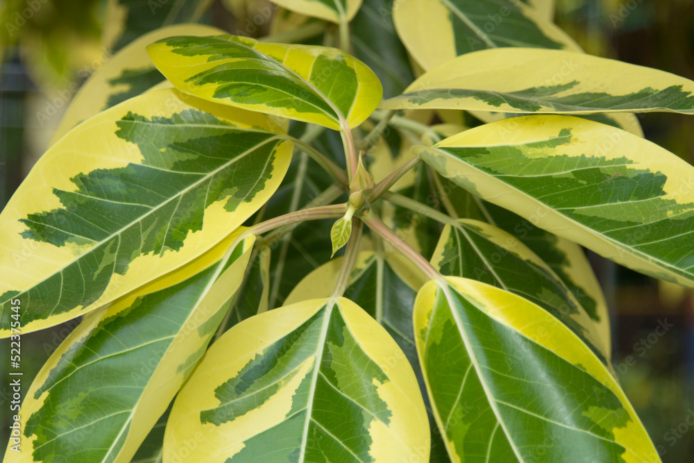 Indian spotted rubber tree is a tree with beautiful yellow and green ...
