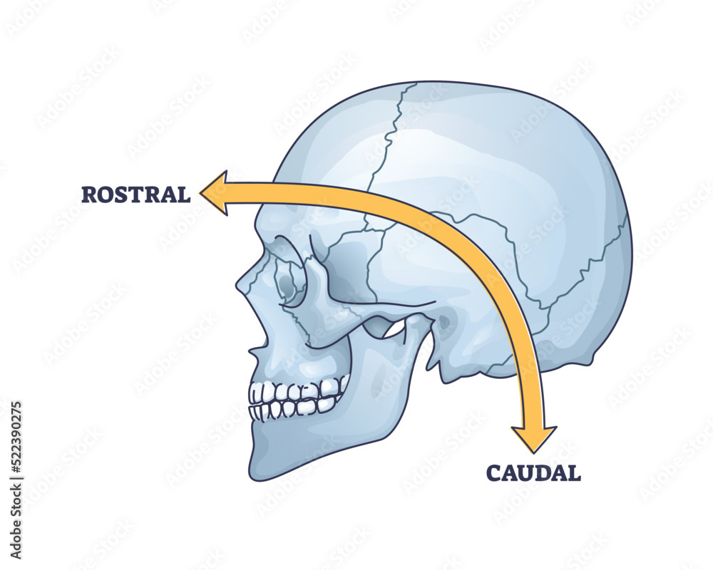 Rostral vs caudal as location in frontal or back location outline ...