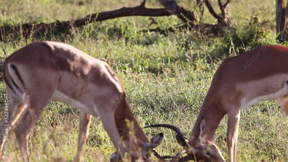 Male impala fighting these artiodactyl mammals and African antelopes ...