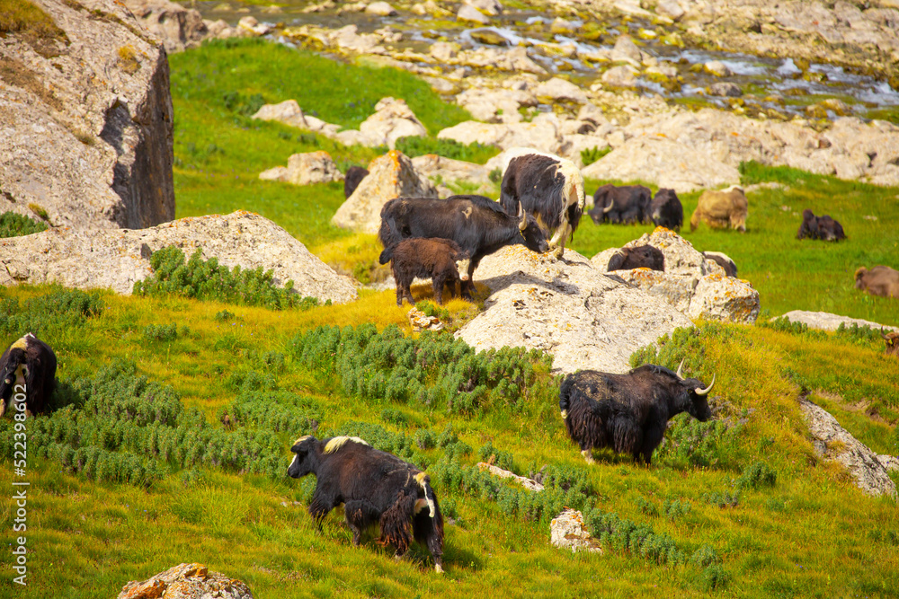 A herd of yaks graze in the mountains. Himalayan big yak in a beautiful ...