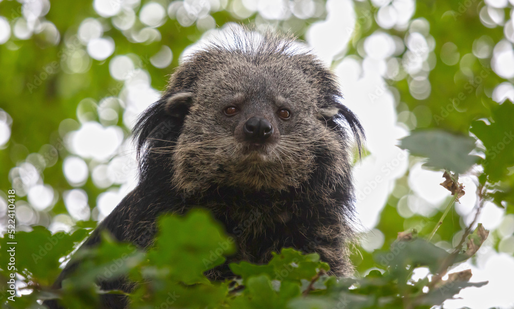 Bearcat, its scientific name is Arctictis binturong Stock Photo | Adobe ...